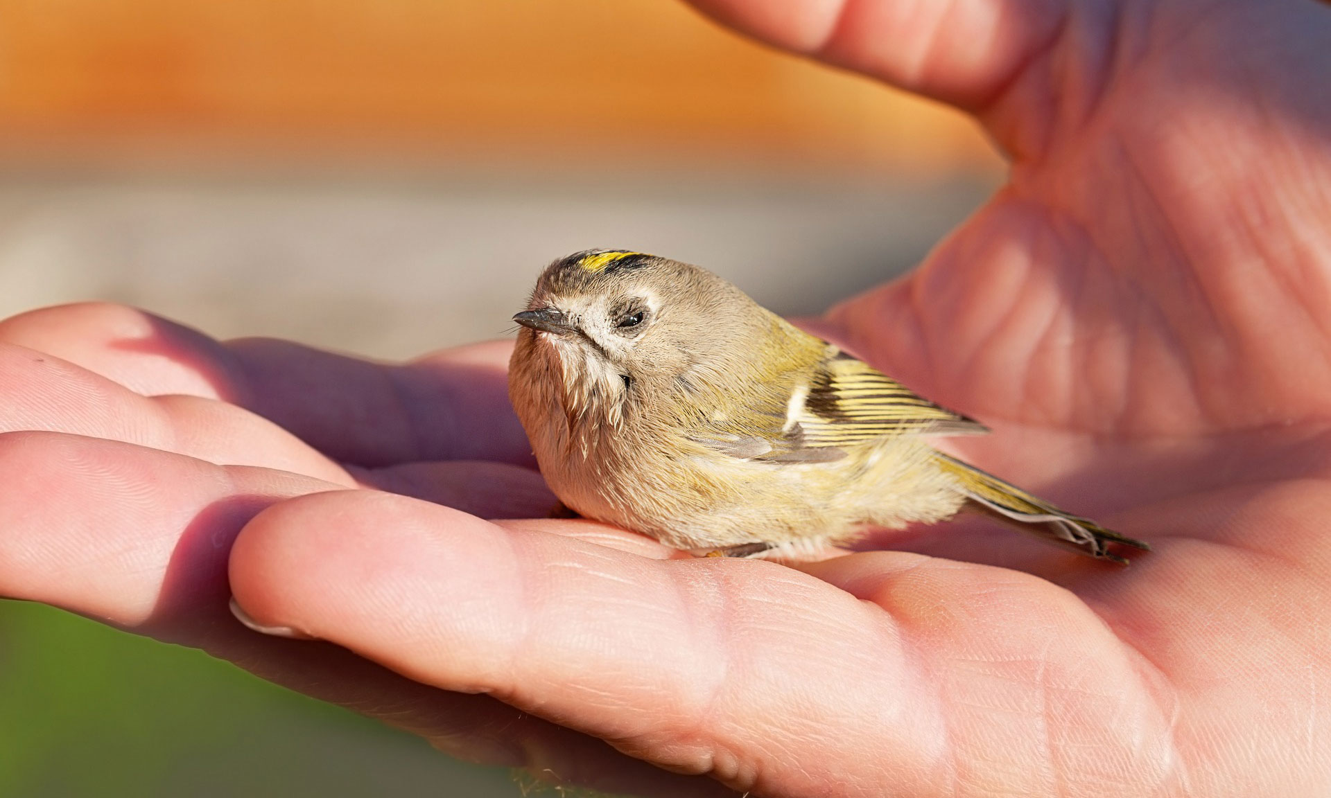 Precious in the Sight of the Lord - West Park Baptist Church