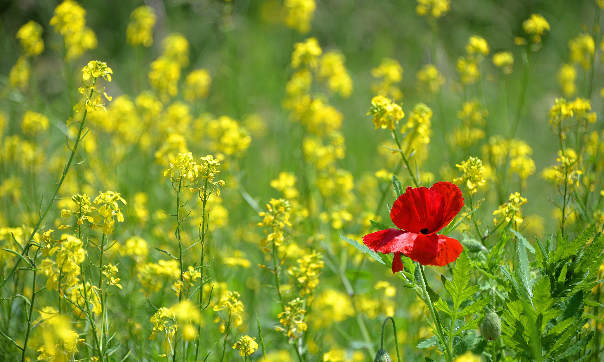 Godliness or Godlessness - The Sermon - West Park Baptist Church