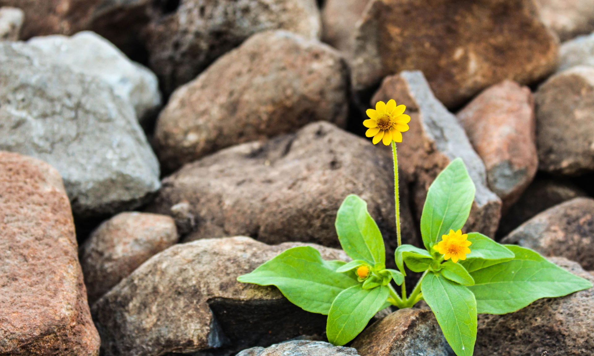The Stones Would Cry Out - West Park Baptist Church