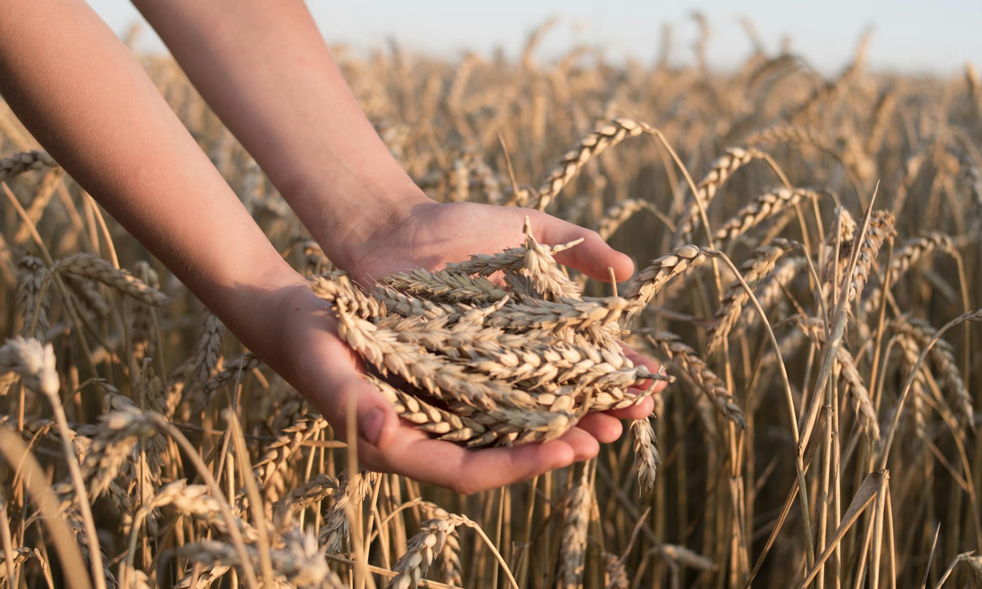 The Harvest Truly Is Plenteous - West Park Baptist Church